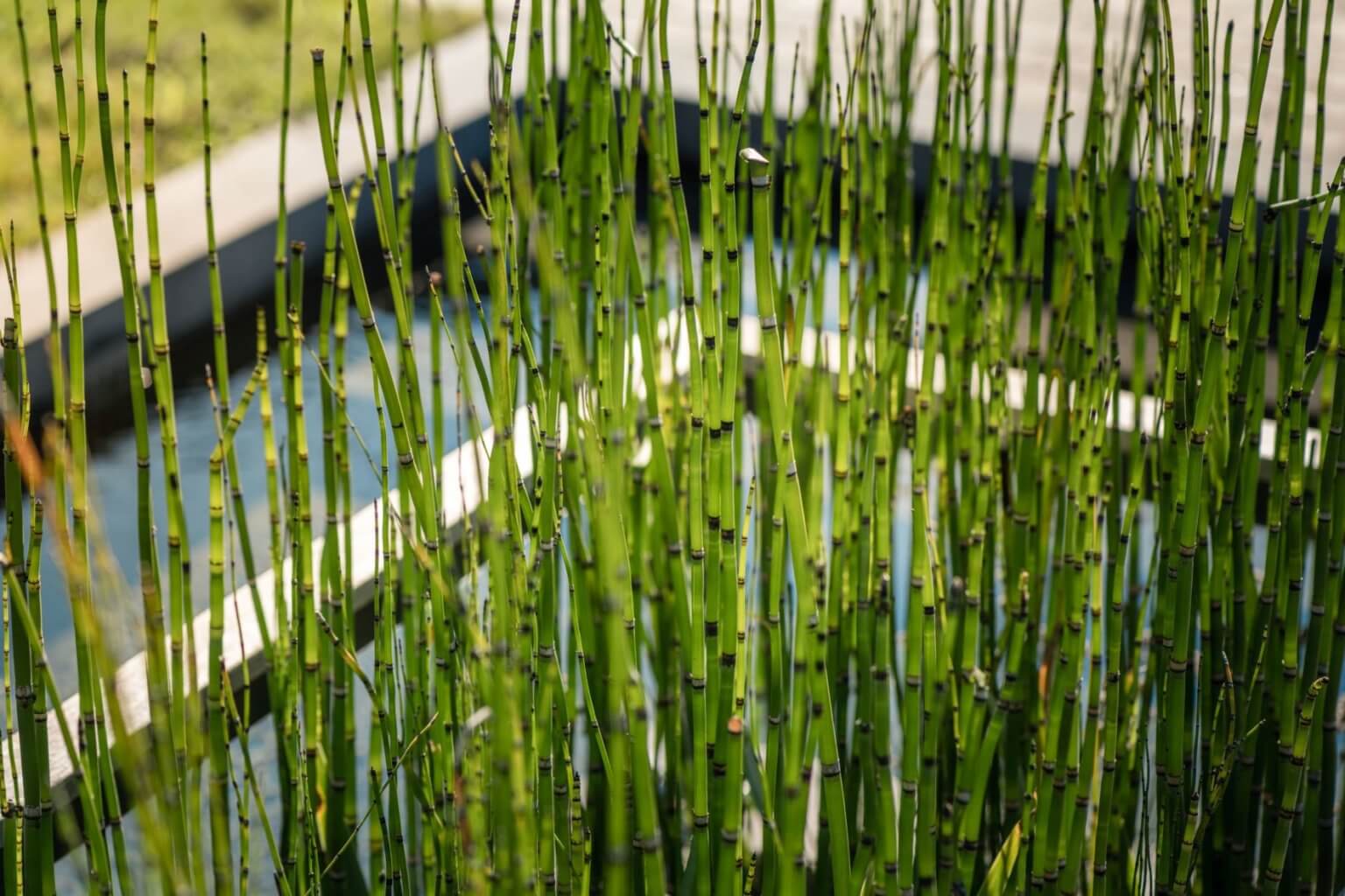 Therapeutic fasting & integrative medicine - Buchinger Wilhelmi